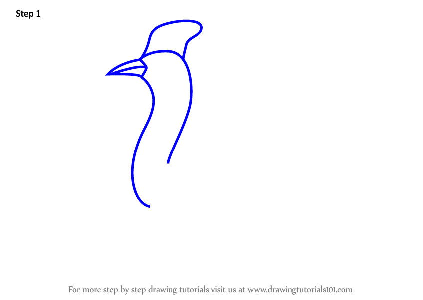 How to Draw a Cassowary Bird for Kids (Animals for Kids) Step by Step ...
