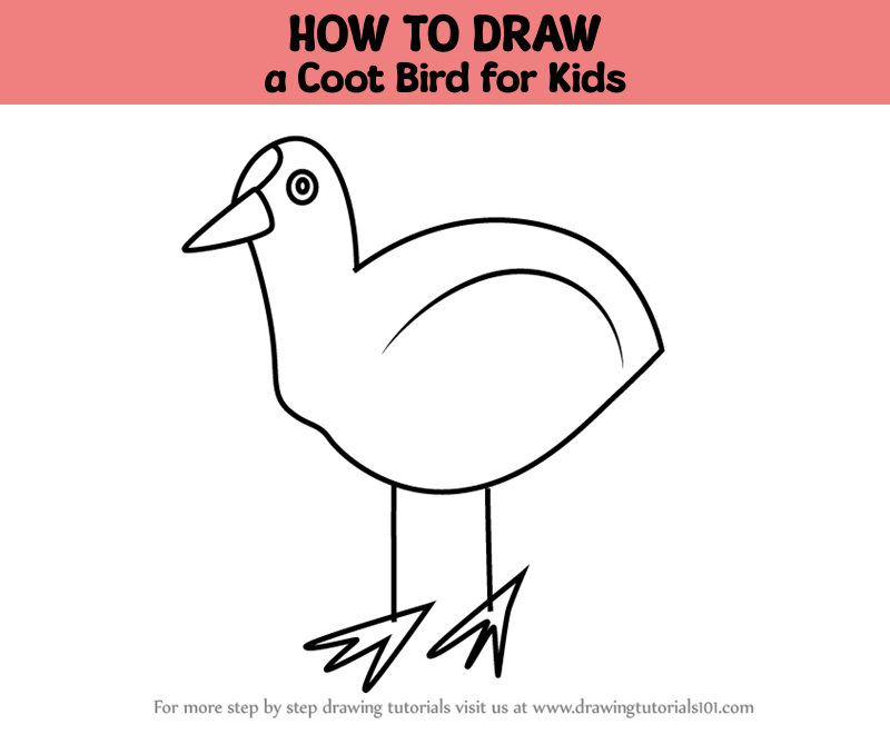 How to Draw a Coot Bird for Kids (Animals for Kids) Step by Step ...