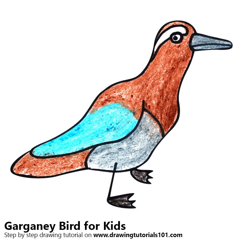 Step by Step How to Draw a Garganey Bird for Kids : DrawingTutorials101.com