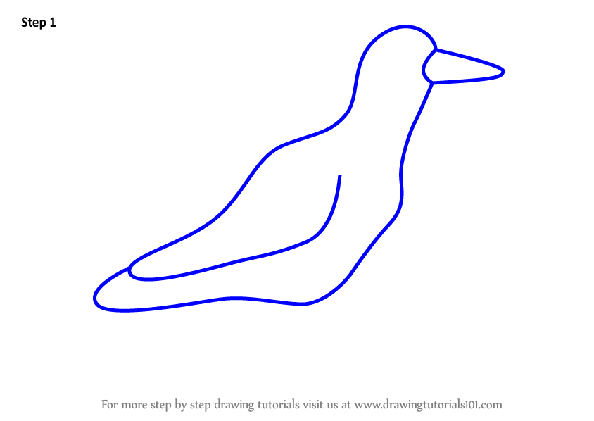 How to Draw a Garganey Bird for Kids (Animals for Kids) Step by Step ...