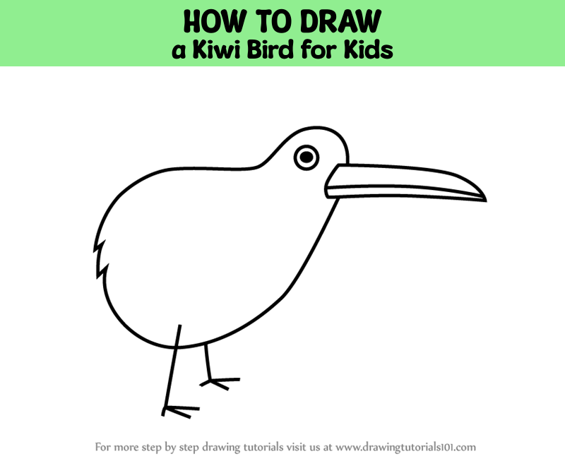 How to Draw a Kiwi Bird for Kids (Animals for Kids) Step by Step ...