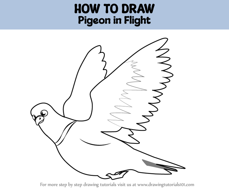 How To Draw A White Pigeon