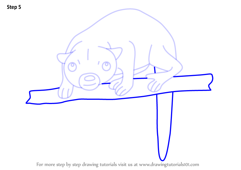 Baby Kinkajou Drawing