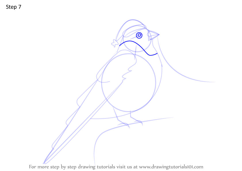 How to Draw Christmas Bird (Christmas) Step by Step ...