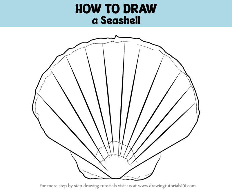 How to Draw a Seashell (Everyday Objects) Step by Step | DrawingTutorials101.com